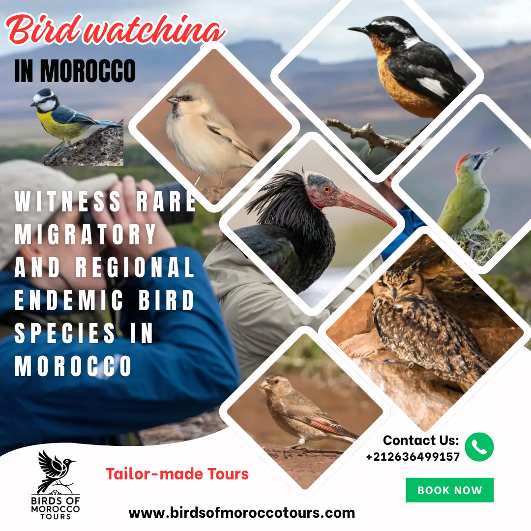 Birds of Morocco guided bird watching tours in Morocco